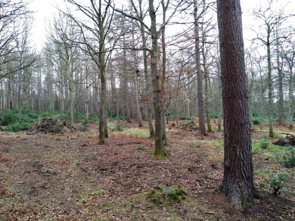 Binning Wood - Saturday 30th March 2019 - East Lothian Orienteers